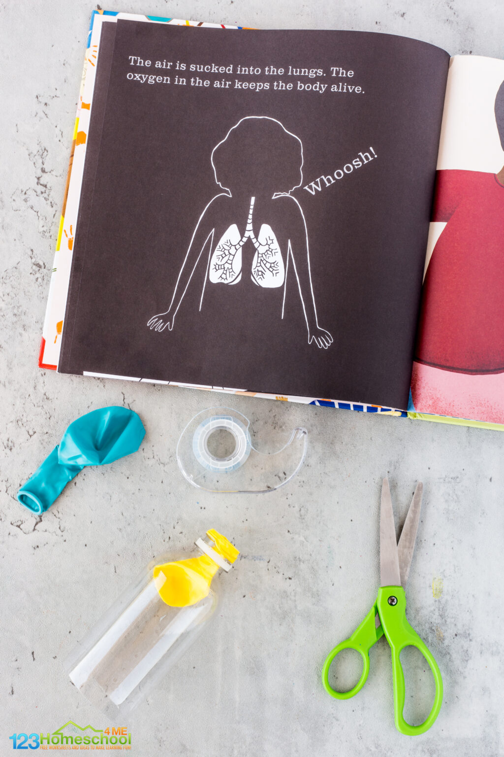 Lungs Model for Kids