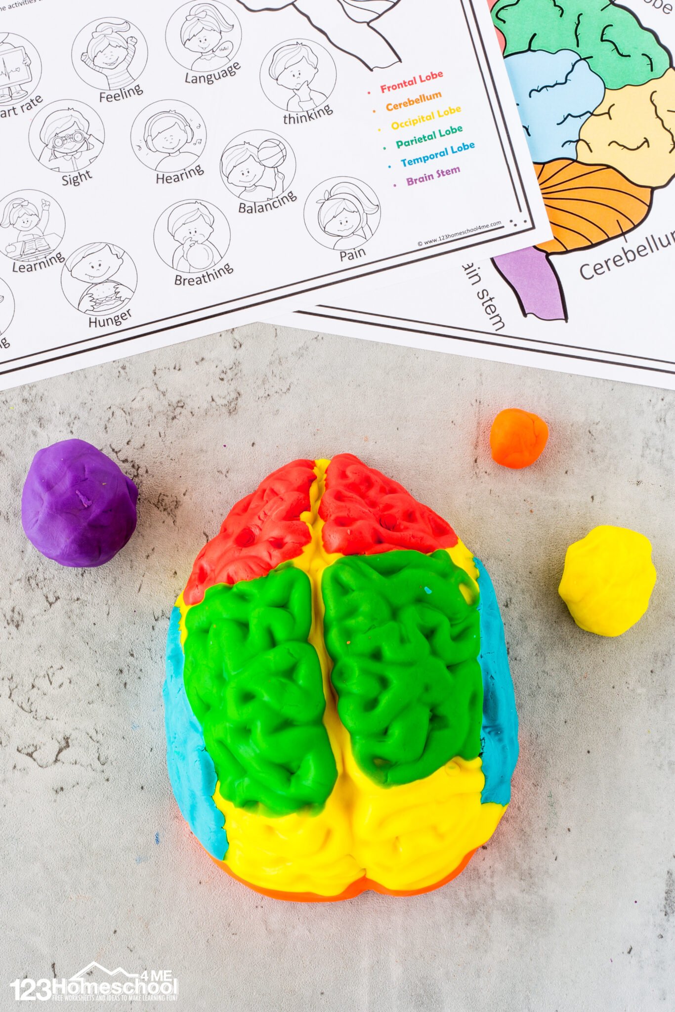 How do Muscles Work - Human Body Project for Kids