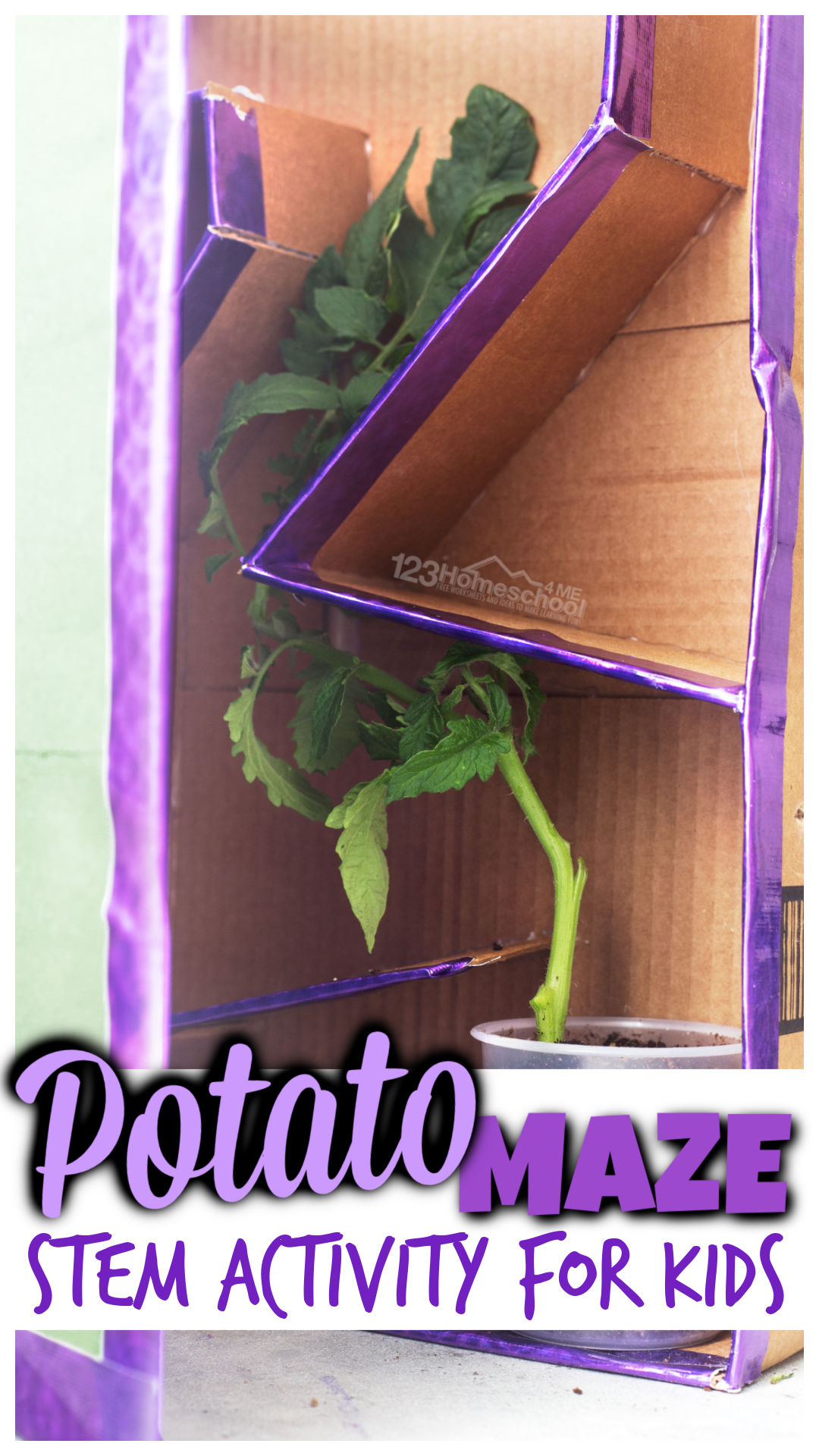 🥔 Maze Potato Plant Experiment Activity for Kids