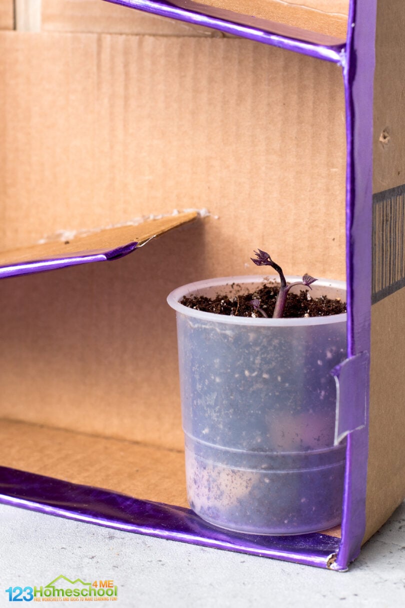 🥔 Maze Potato Plant Experiment Activity for Kids