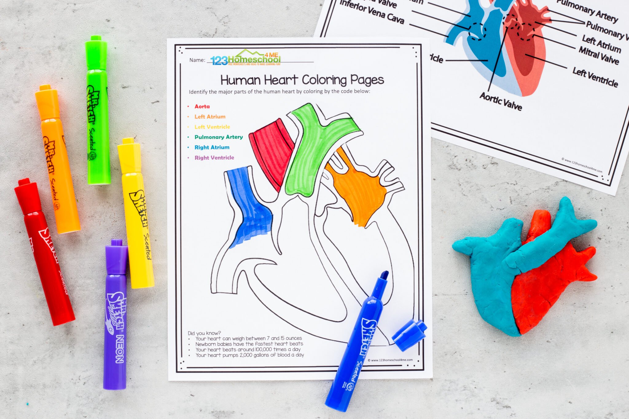 Human Heart for Kids: 2 Fun Heart Models plus Worksheets