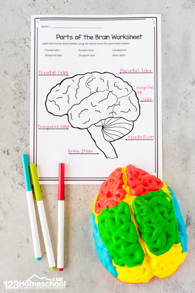 Parts of the Brain Activity for Kids, Brain Diagram, and Worksheets for ...