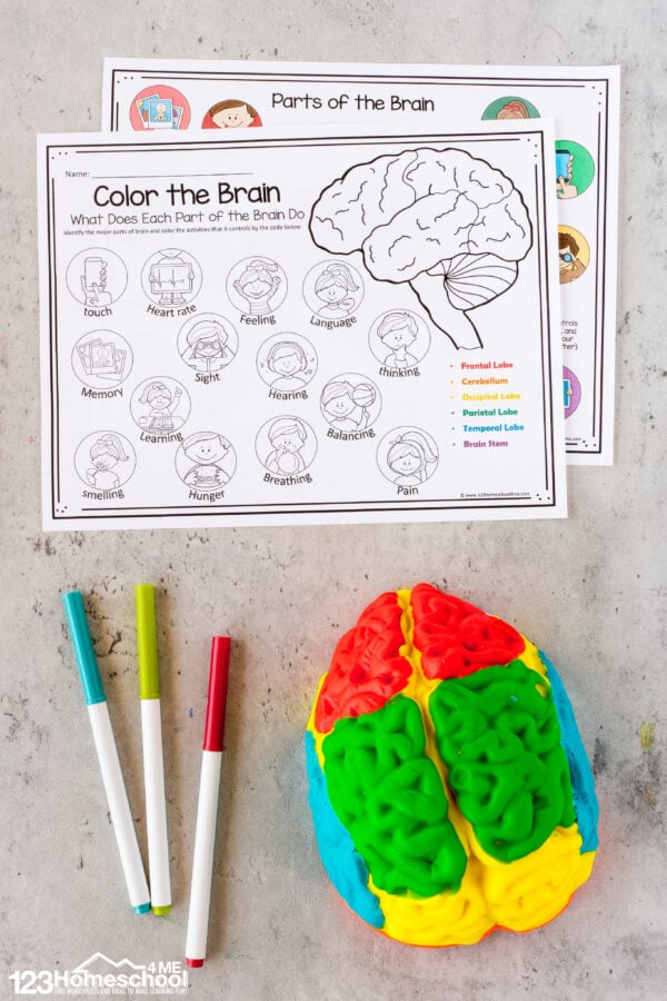Parts Of The Brain Activity For Kids Brain Diagram And Worksheets For parts-of-the-brain-activity-for-kids-brain-diagram-and-worksheets-for
