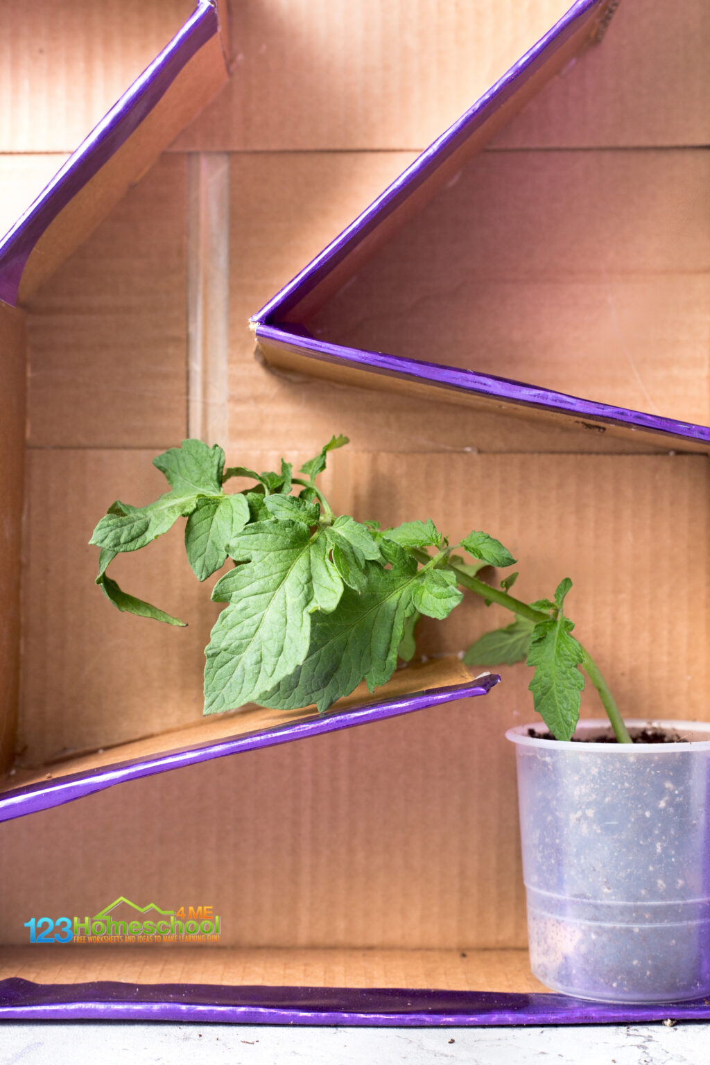 🥔 Maze Potato Plant Experiment Activity for Kids