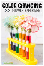 🌱 Plants for Kids - Botany Experiments, Activities, and Worksheets