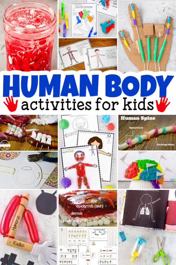 Life-Size Human Body Project for Kids - FREE Skeleton Bones & Organ ...