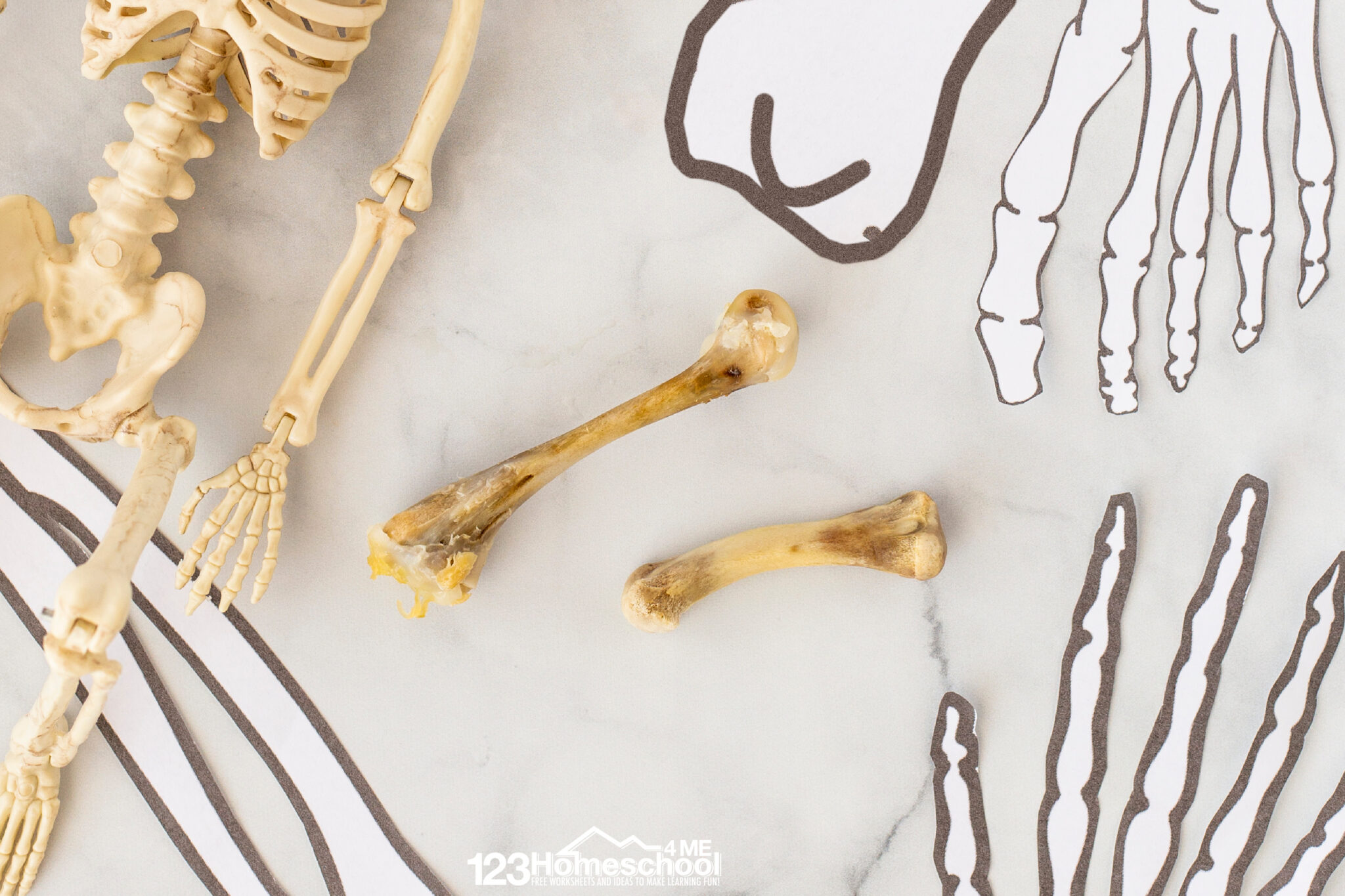 🦴 Bending Bones - Human Body Experiment Removing Calcium for Kids