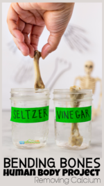 Life-Size Human Body Project for Kids - FREE Skeleton Bones & Organ ...