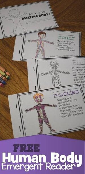 🧠 25 Human Body for Kids Activity Ideas, Worksheets, & MORE