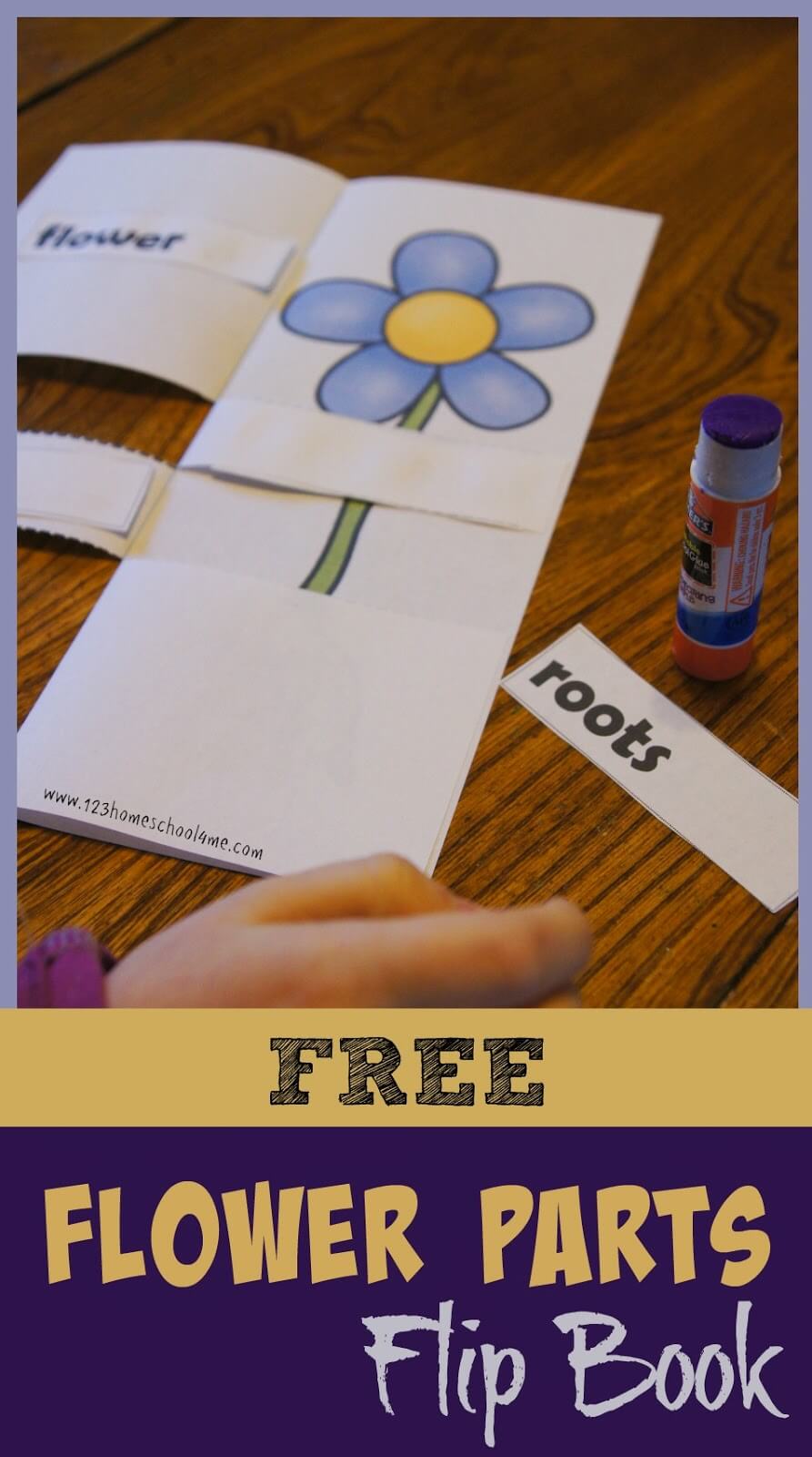 🌱🌿🌼 FUN Seeds and Plants Activities for Kindergarten