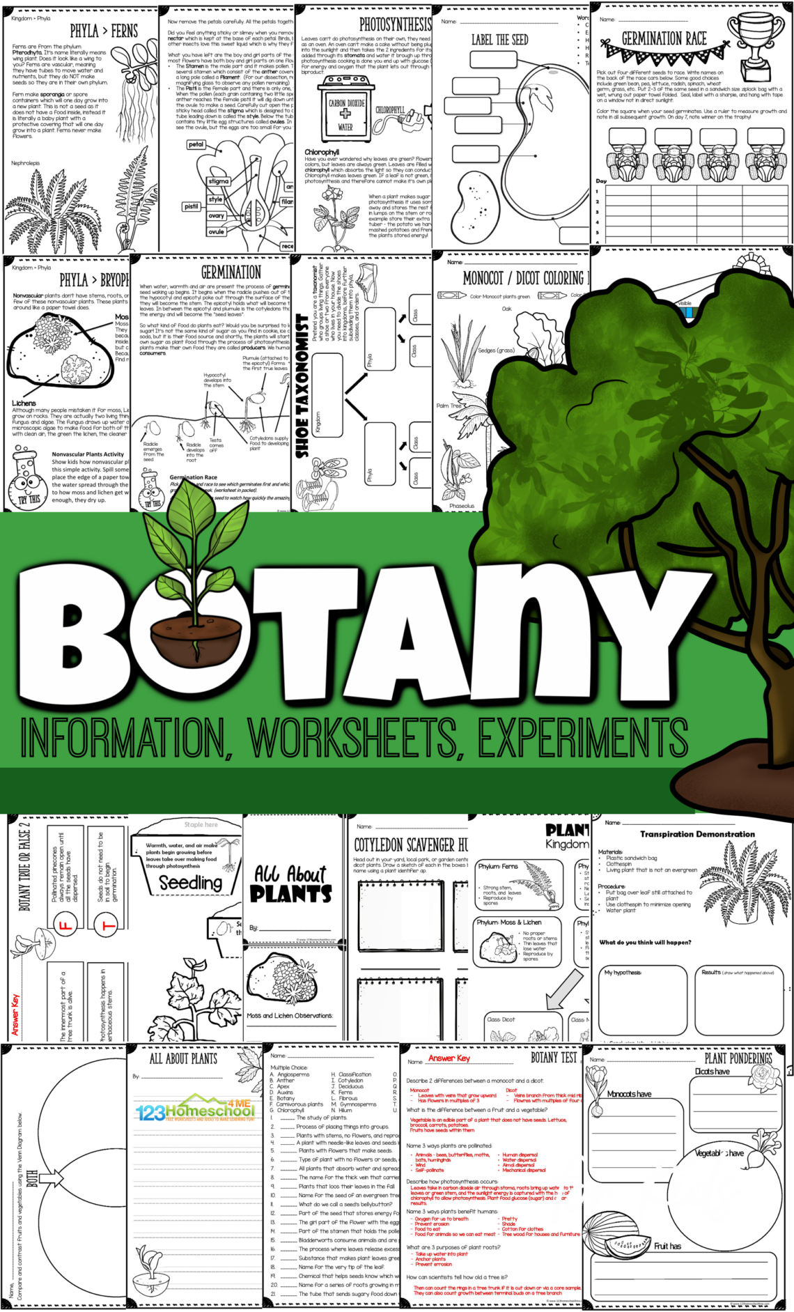 Botany For Kids Lesson Botany For Kids Lesson