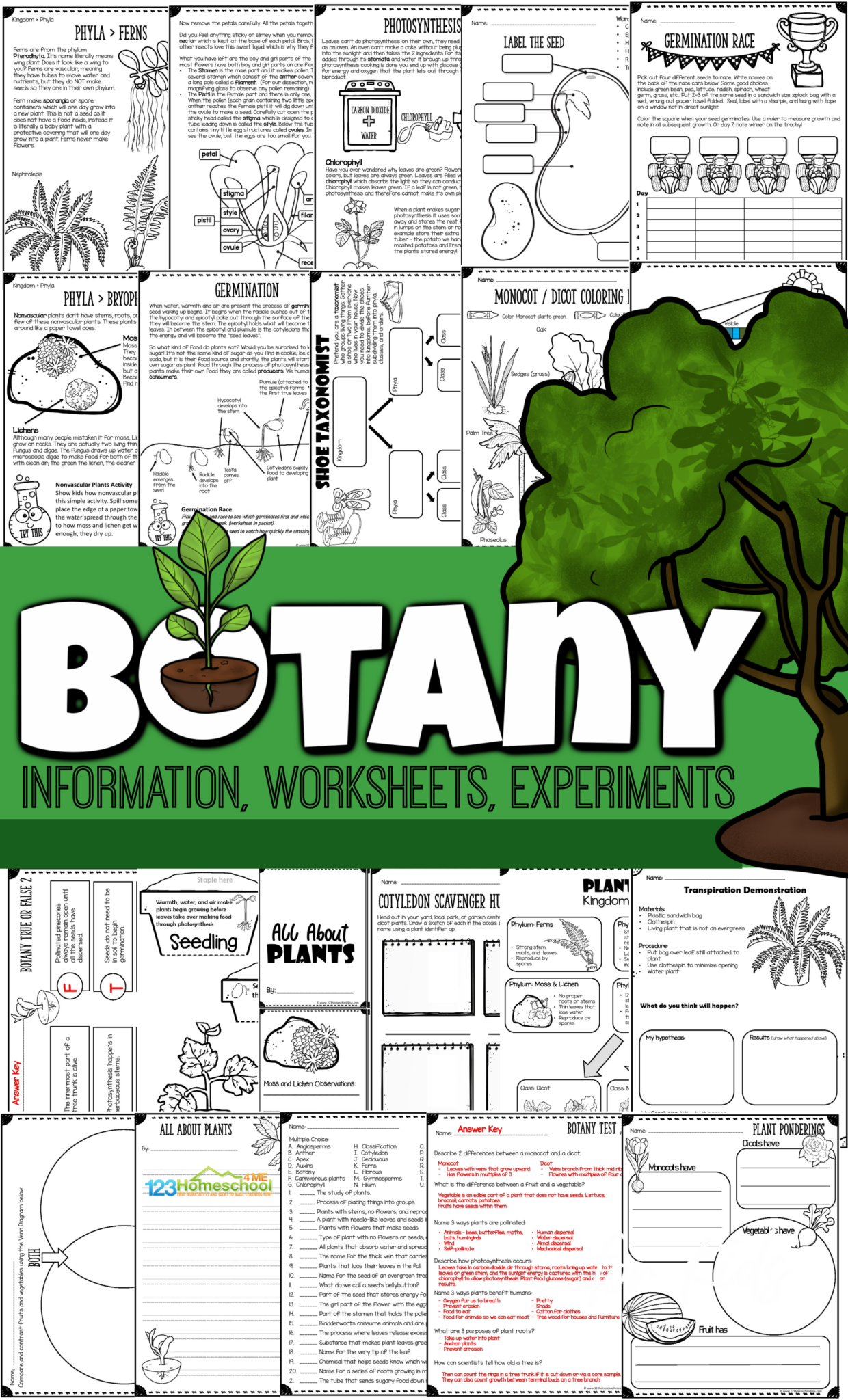 🌱 Botany for Kids Lesson