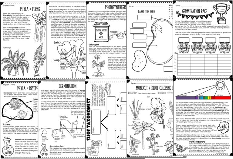 🌿 Plant Lesson - 80 pages on Botany for Kids
