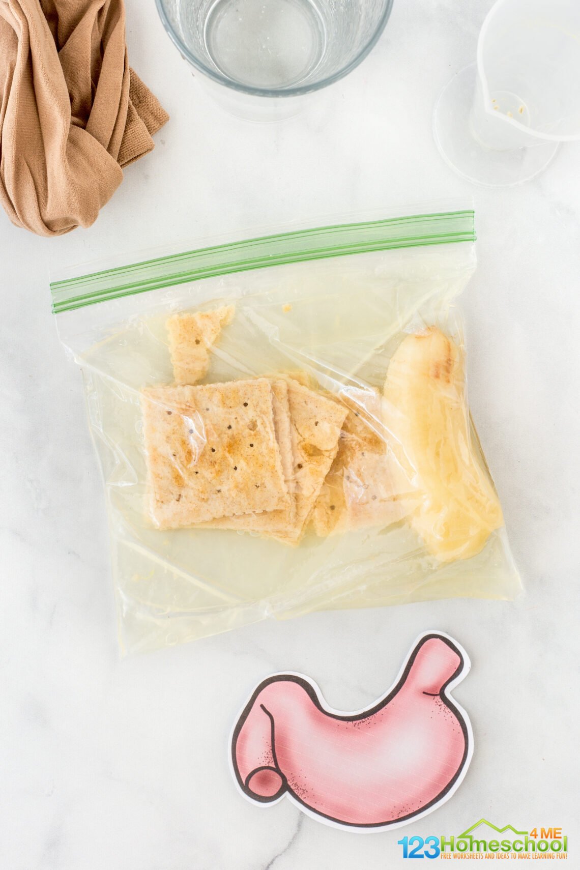 💩 Digestion Experiment - Human Digestive System for Kids