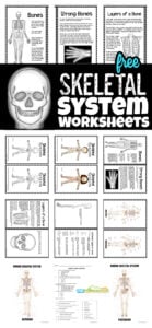 🦴 EPIC Skeletal System Projects Ideas for Kids