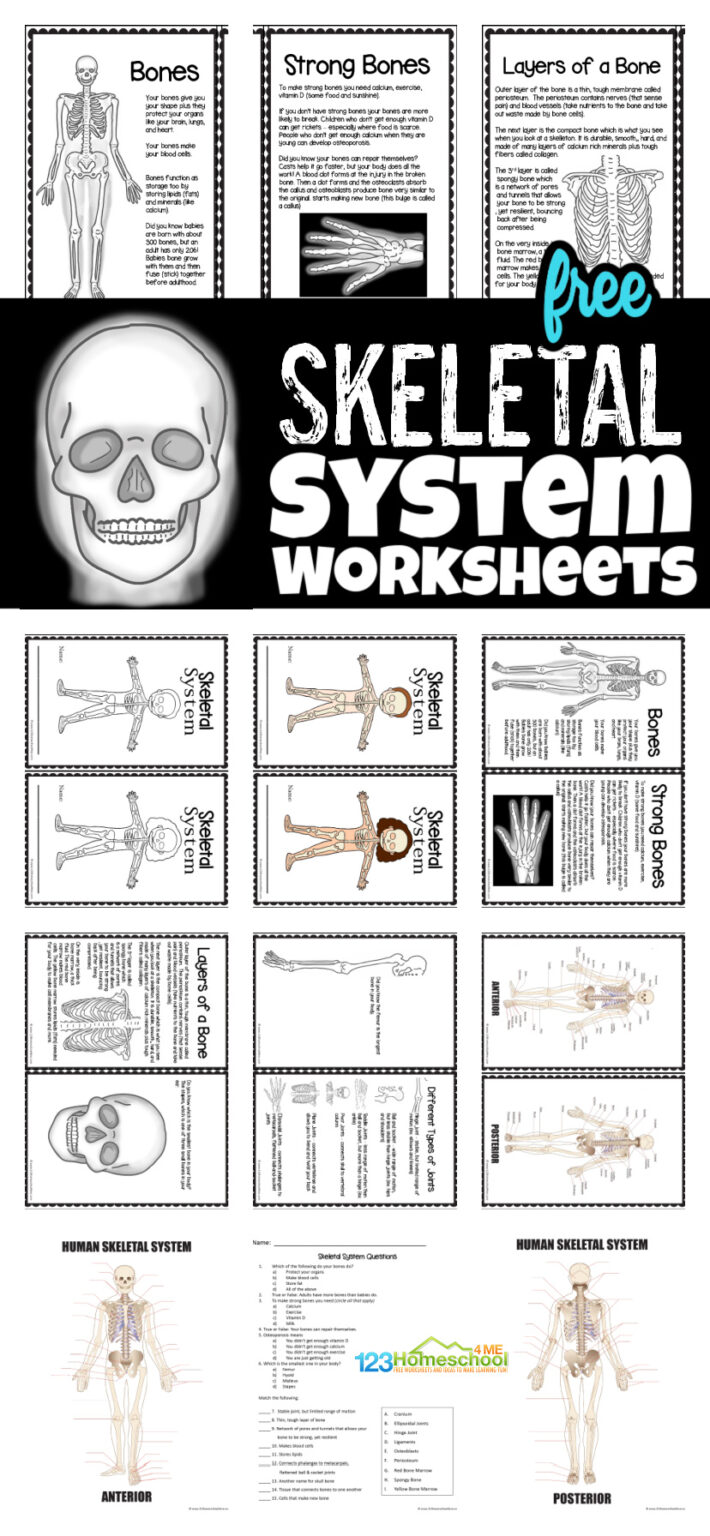 Parts of the Brain Worksheets and Activities for Kids