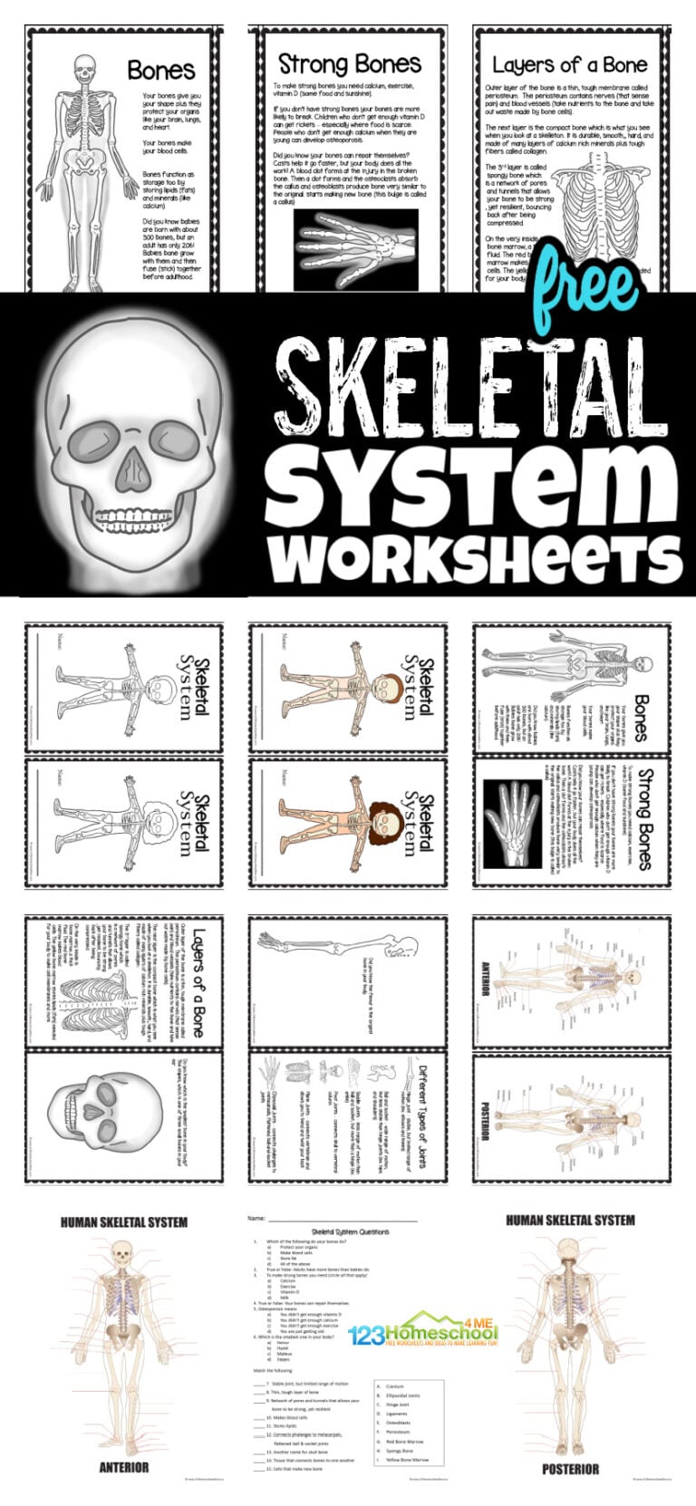Life-Size Human Body Project for Kids - FREE Skeleton Bones & Organ ...
