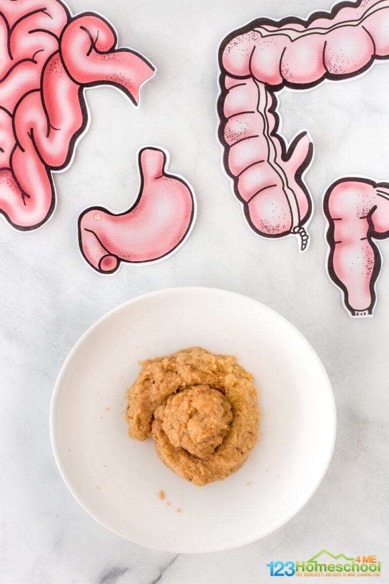 💩 Digestion Experiment - Human Digestive System for Kids