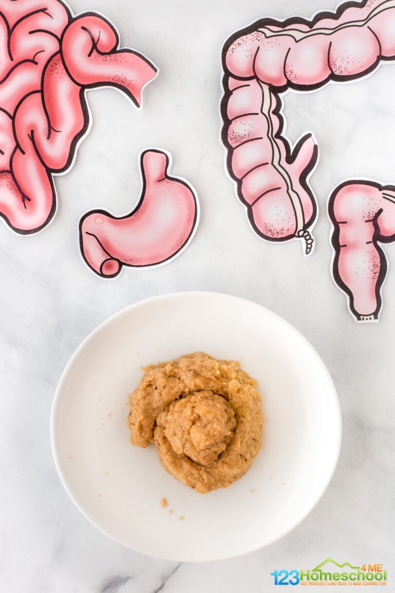 💩 Digestion Experiment - Human Digestive System for Kids