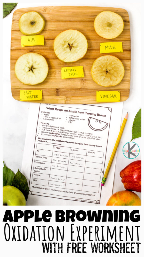 🍎 FREE Apple Life Cycle Printable Worksheets