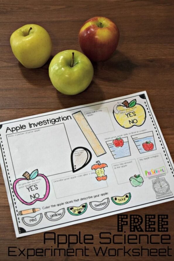 🍎 FREE Apple Life Cycle Printable Worksheets