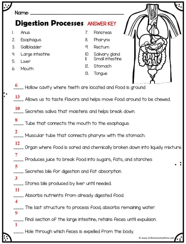 💩 Digestion Experiment - Human Digestive System for Kids