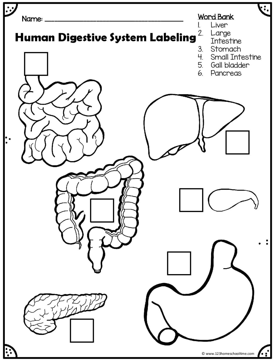 💩 Digestion Experiment - Human Digestive System for Kids