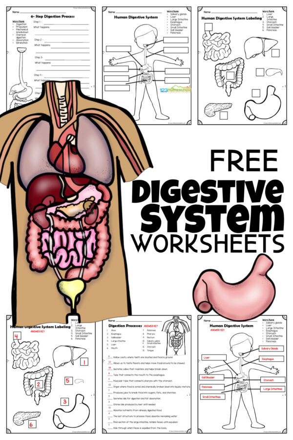 Digestion Experiment Human Digestive System For Kids Digestion Experiment Human Digestive System For Kids