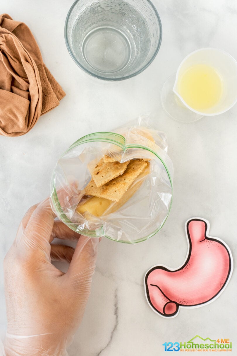 💩 Digestion Experiment - Human Digestive System for Kids