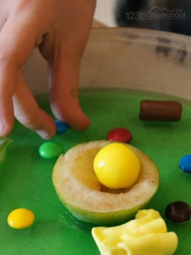 Edible Jello Cell Model Project for Kids Story - 123 Homeschool 4 Me