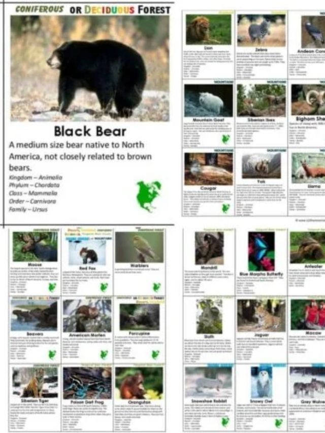 FREE Printable Animal Habitat Game – Exploring Biomes for Kids Story ...