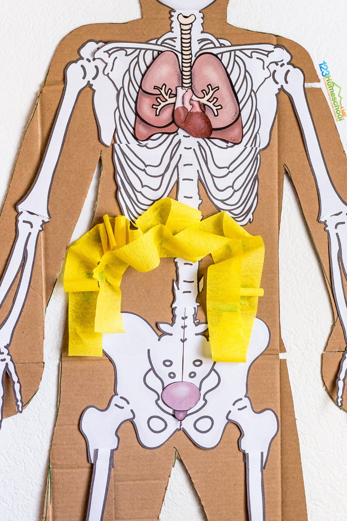 How Long are the Intestines for Kids - Digestive System Experiment