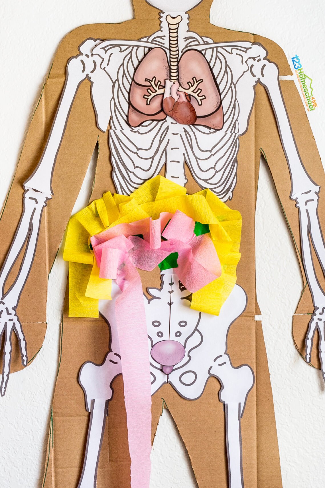 How Long are the Intestines for Kids - Digestive System Experiment