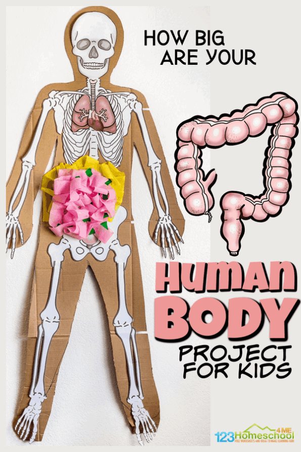 🤟 How do Hands Work - Human Body Muscles for Kids Project