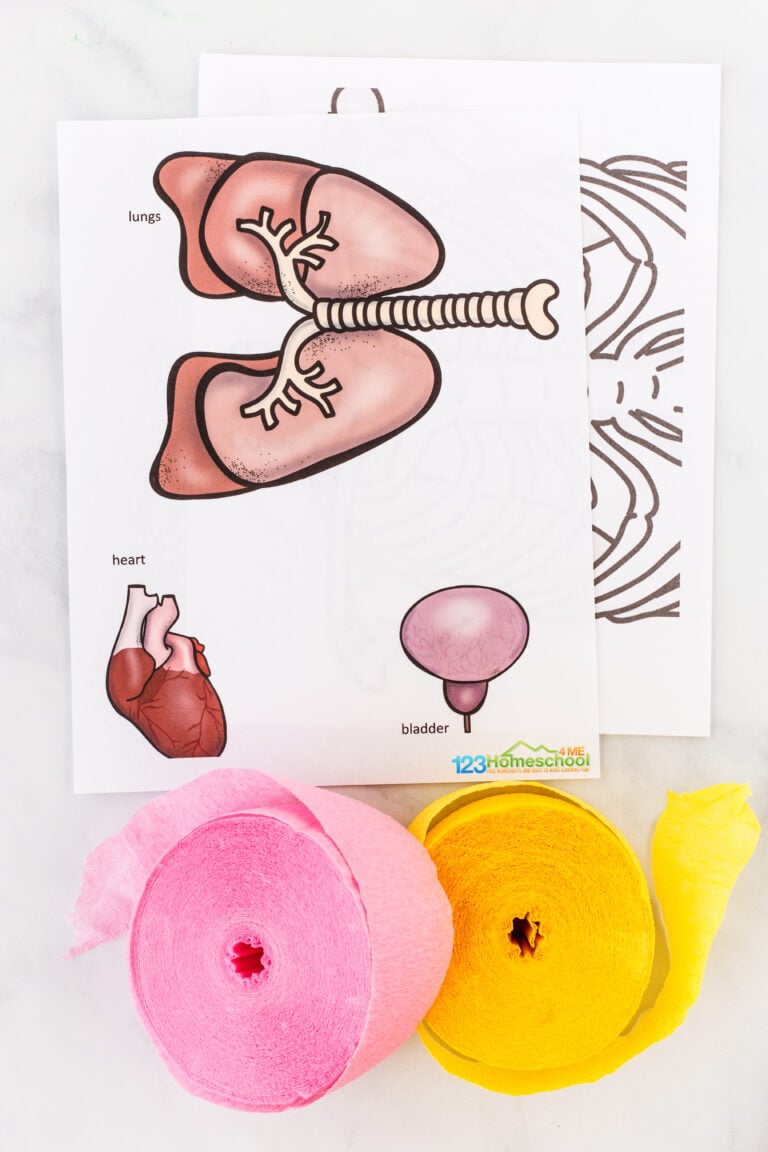 How Long are the Intestines for Kids - Digestive System Experiment