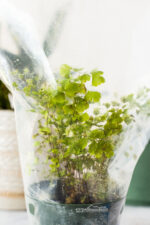 🌿 EASY Plants Transpiration Experiment for Kids with FREE Worksheet