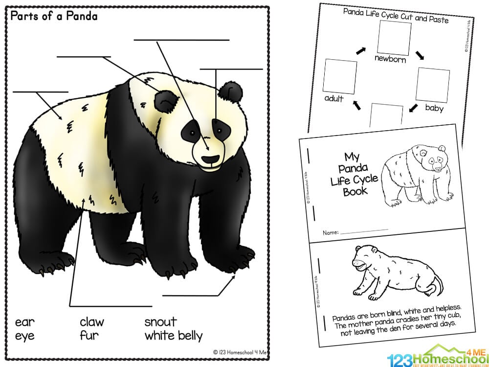 🐼 FREE Printable Panda Life Cycle Worksheets