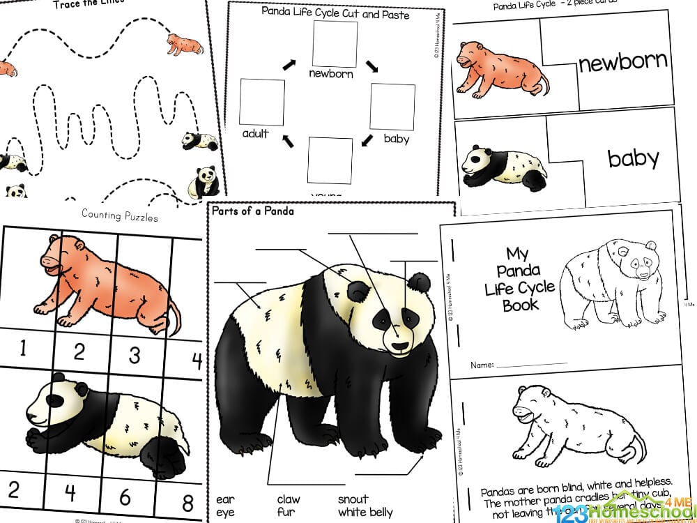 🐼 FREE Printable Panda Life Cycle Worksheets