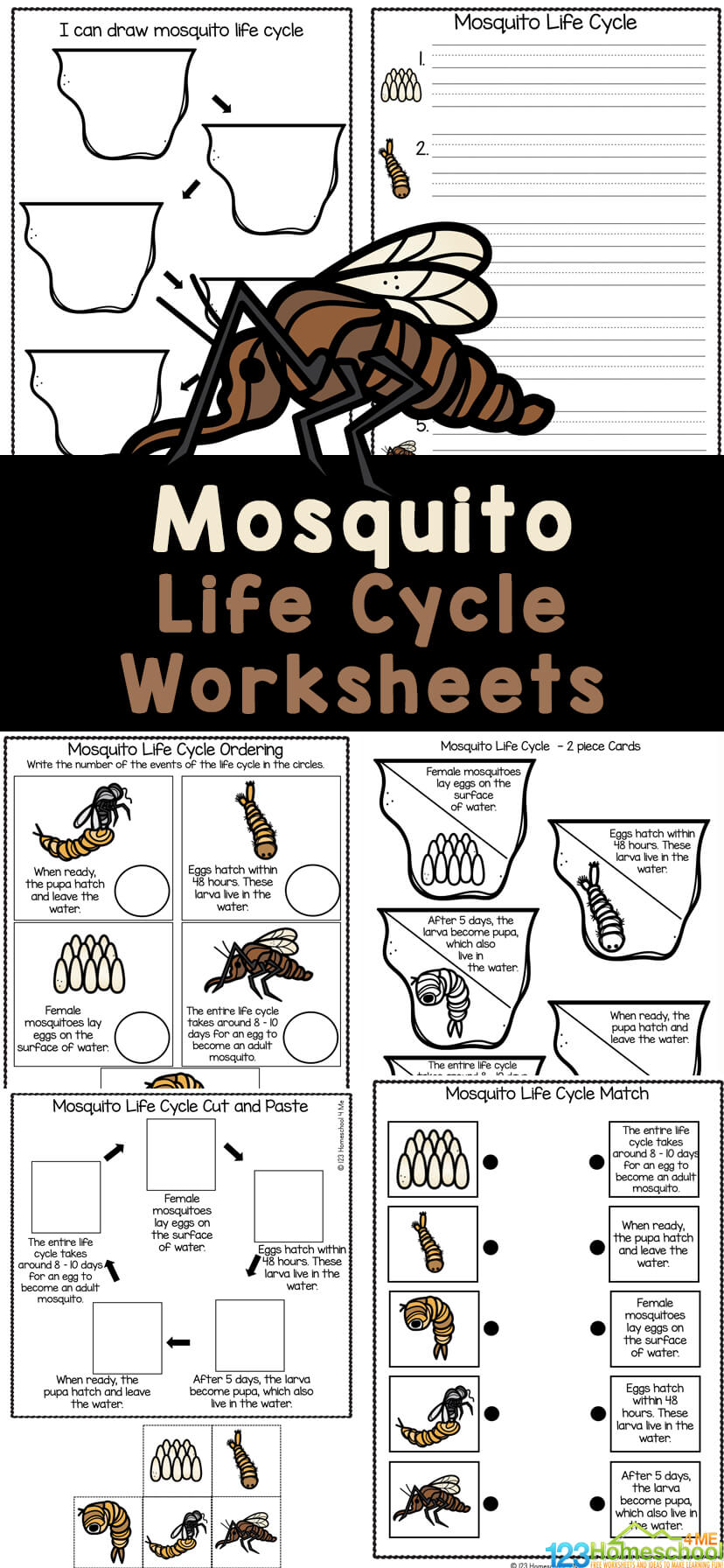 🦟 FREE Printable Mosquito Life Cycle Worksheets for Kids