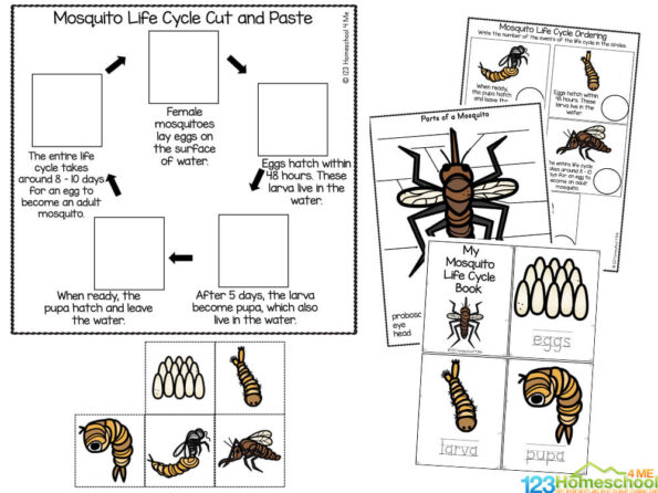 🦟 FREE Printable Mosquito Life Cycle Worksheets for Kids