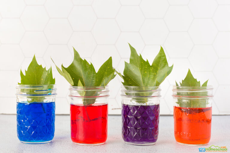 How does Water Travel Up the Xylem, Through a Plant Experiment for Kids