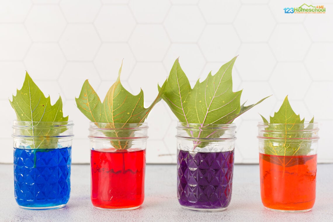 How does Water Travel Up the Xylem, Through a Plant Experiment for Kids