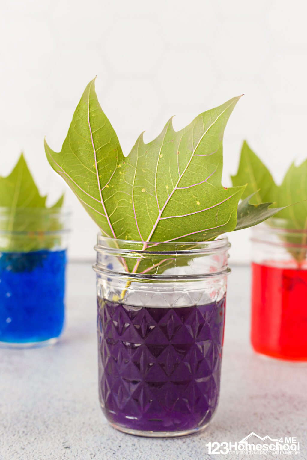 How does Water Travel Up the Xylem, Through a Plant Experiment for Kids