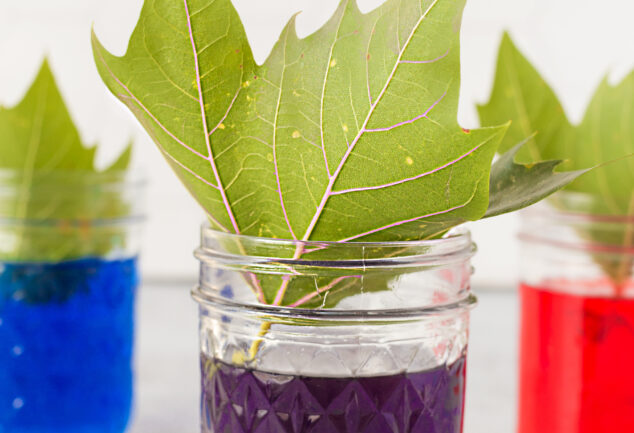⭐ FREE Printable Kindergarten Worksheets, Games, Printables, Science