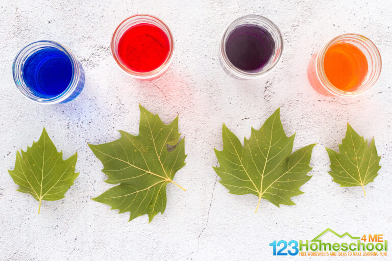 How does Water Travel Up the Xylem, Through a Plant Experiment for Kids