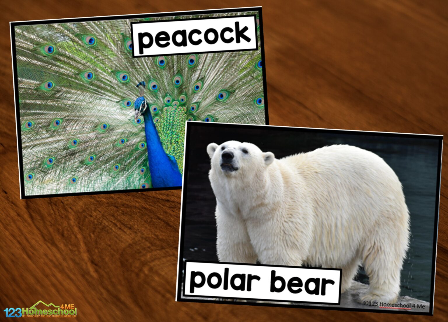 🐯 FREE Printable Wild Animal Flashcards with Real Pictures