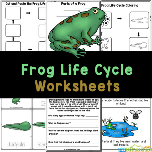 🐸 FREE Frog Life Cycle Worksheets for Kids