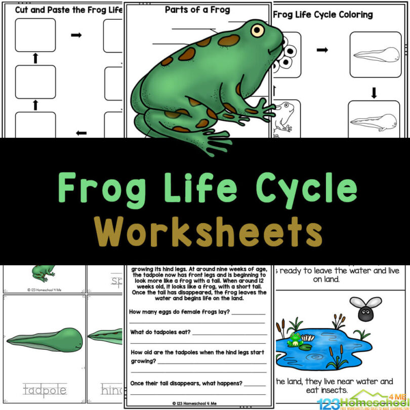 🐸 FREE Frog Life Cycle Worksheets for Kids