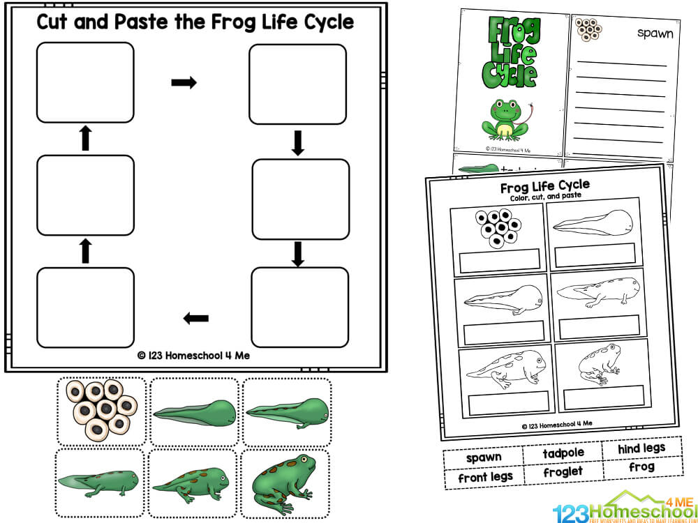 🐸 FREE Frog Life Cycle Worksheets for Kids