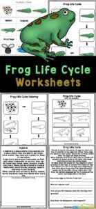 🐸 FREE Frog Life Cycle Worksheets for Kids